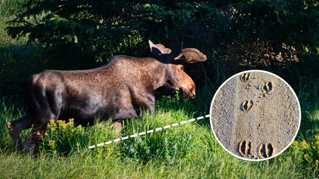 Big Game Tracking: Tips for Tracking Giants! | ZIKO Outdoors