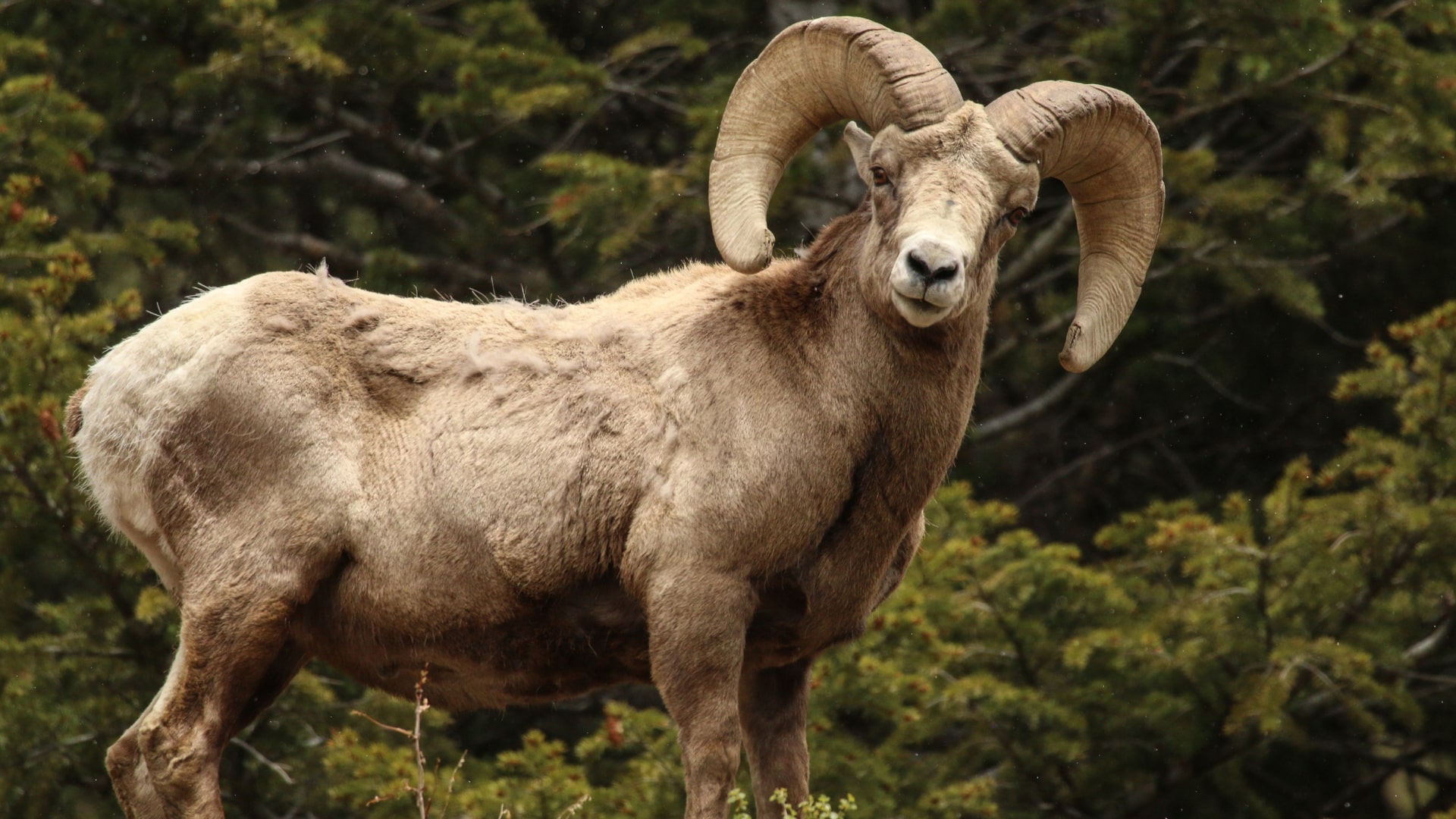Bighorn Sheep | ZIKO Outdoors