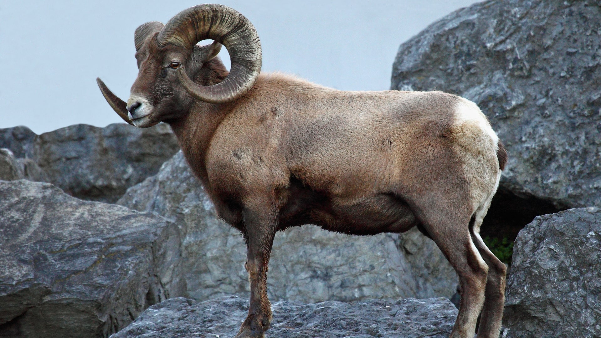 Bighorn Sheep | ZIKO Outdoors